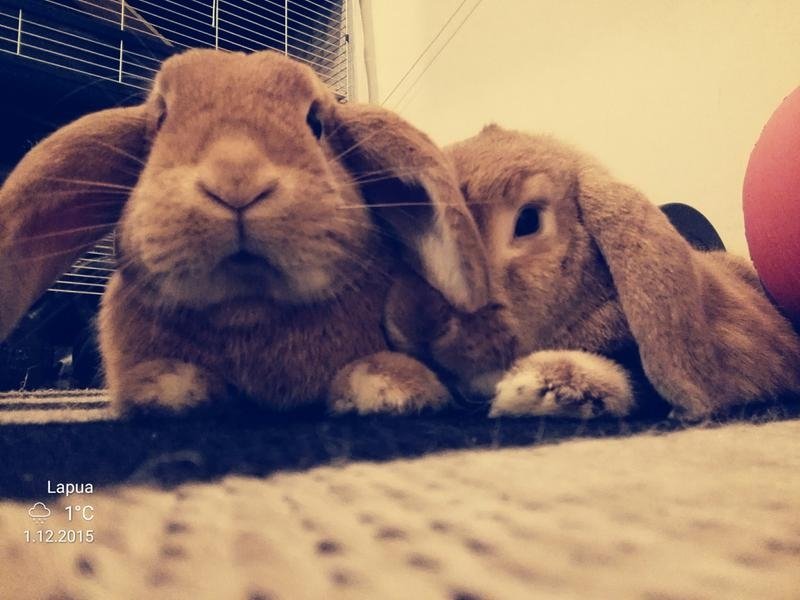 Brit Animals Rabbit Junior Complete | Kanit / Kanin ruokinta