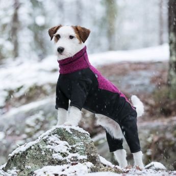 Hundoveraller - Klä din hund varmt i vinter! | Arken Zoo