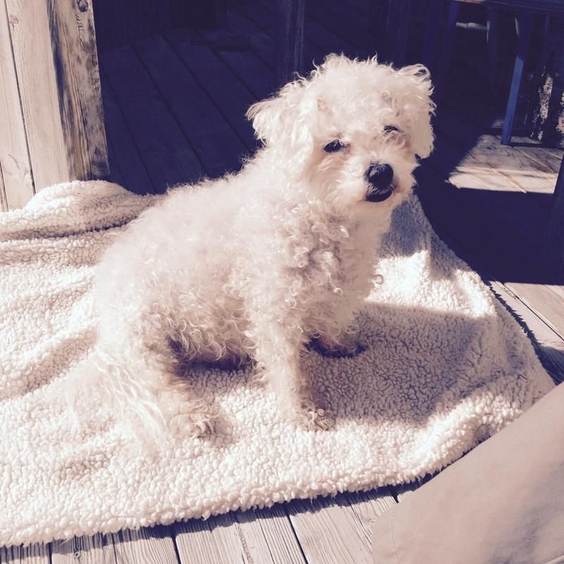 Royal Canin Breed Bichon Frisé | Hundmat / Torrfoder