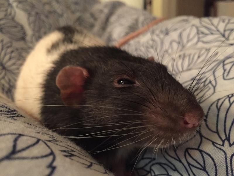 Science Selective Rat & Mouse | Andra smådjur / Tamråtta & Mus