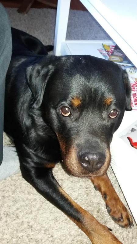 Royal Canin Breed Rottweiler Adult | Hundmat / Torrfoder
